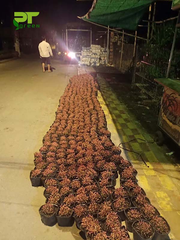 Cây dền đỏ