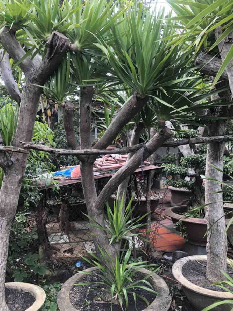 Cây Phát Tài Núi Giá bao nhiêu? Mua ở đâu?