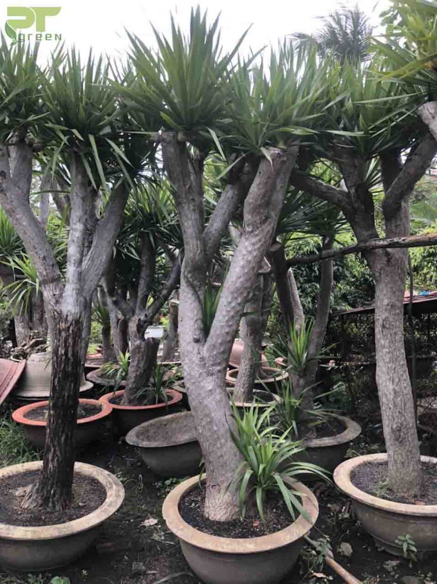 Cây Phát Tài Núi Giá bao nhiêu? Mua ở đâu?