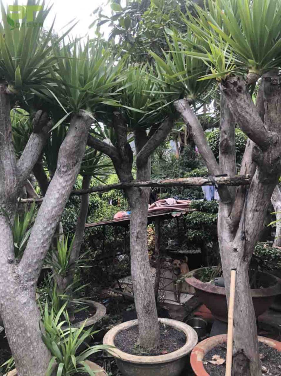 Cây Phát Tài Núi Giá bao nhiêu? Mua ở đâu?