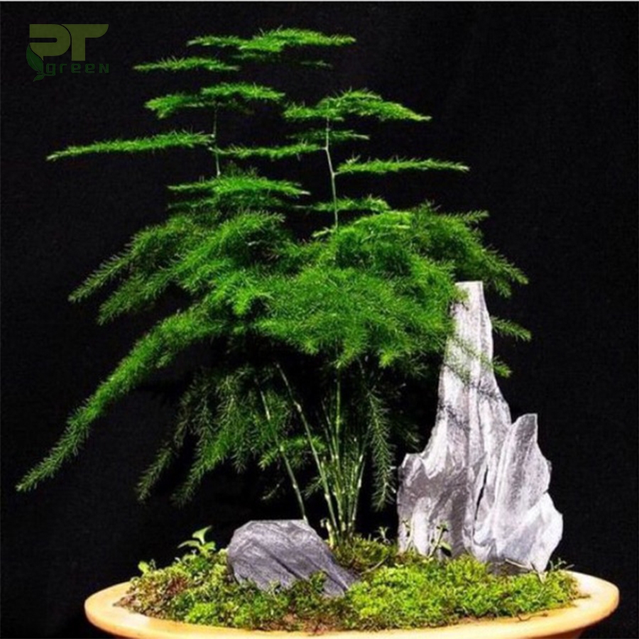 Cây Thủy Tùng | Đặc Điểm Và Giá Bán Cây Thủy Tùng