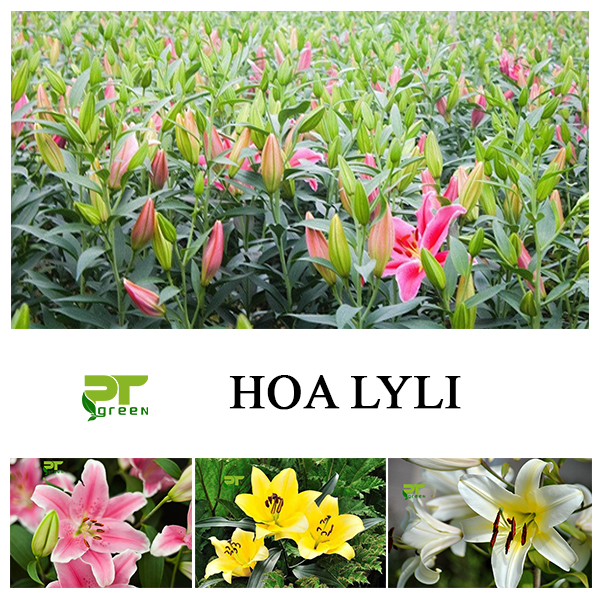 Hoa Lily - Những ý nghĩa của hoa Ly qua màu sắc