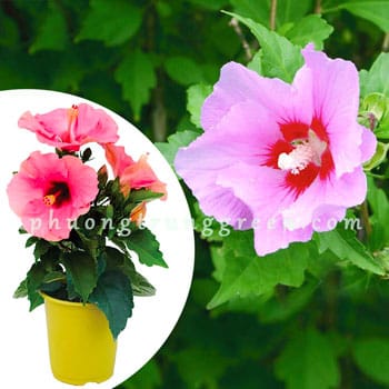 Cây Dâm bụt | Những giống hoa dâm bụt đẹp nhất