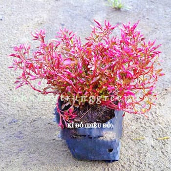 Cây dền đỏ - Đặc điểm, công dụng và cách chăm sóc