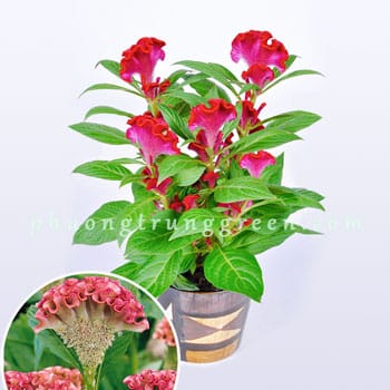 Hoa mào gà | Cách chăm sóc cây hoa Mào gà