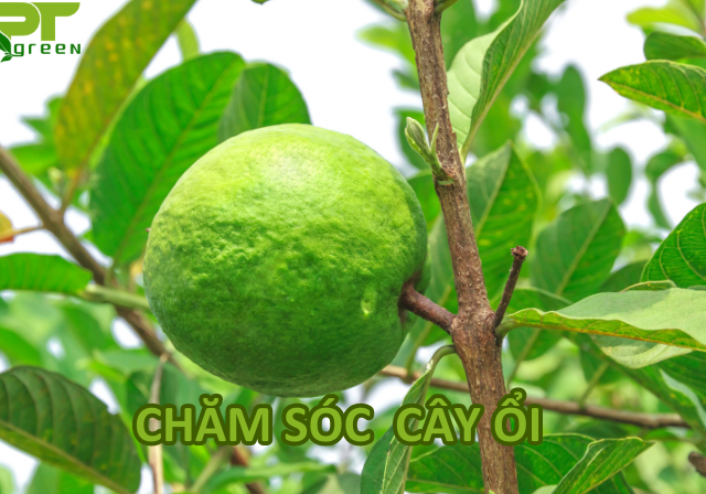 Cây Ổi | Hướng dẫn cách trồng và chăm sóc cây ổi ra hoa, trĩu quả