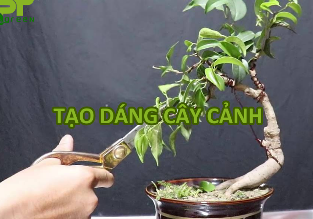 Hướng dẫn chi tiết cách tạo dáng cây cảnh đẹp, siêu đơn giản cho người ...