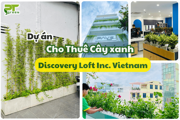 PT Green - Dự Án Cho Thuê Cây Xanh Văn Phòng Discovery Loft Inc. Vietnam